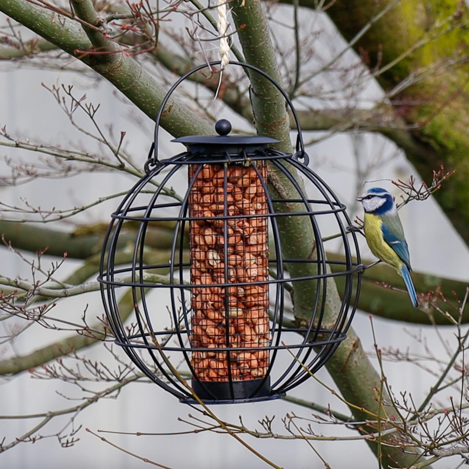 Pinda's voor vogels kopen? Slingers & Strooivoer