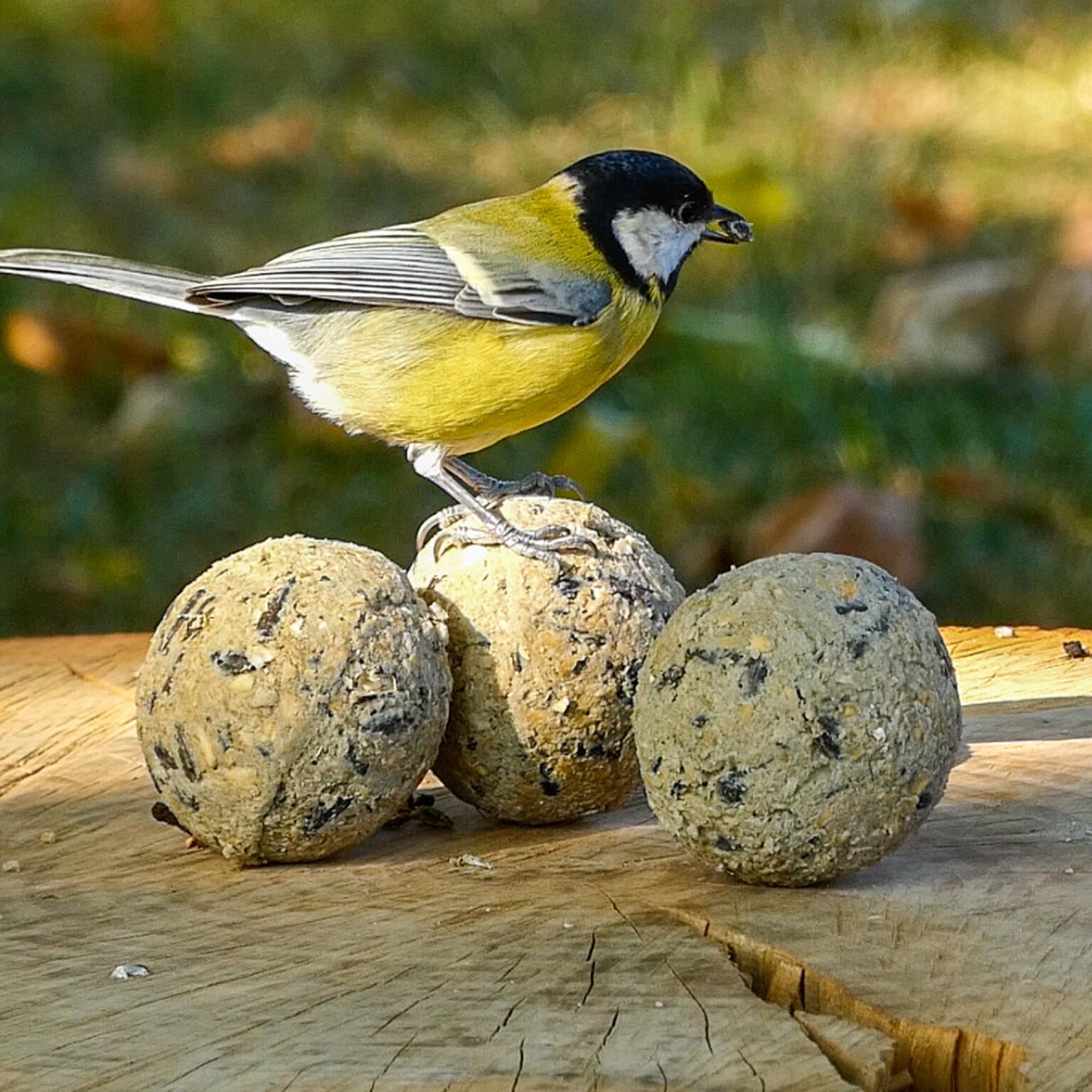 Wat is het verschil tussen een koolmees en pimpelmees?