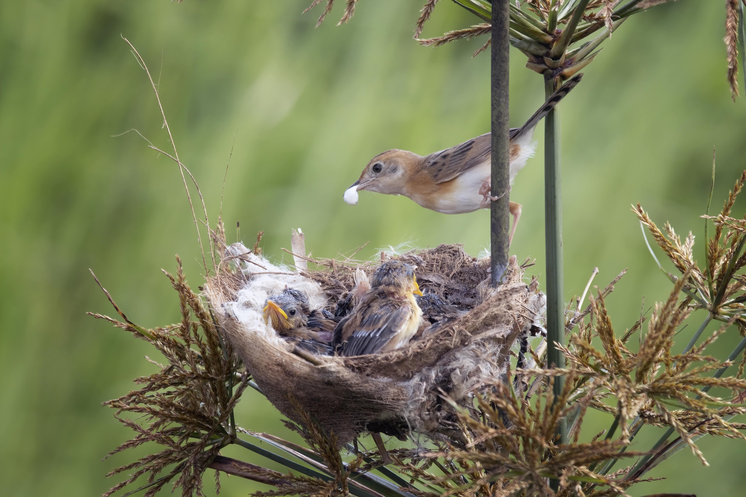 Het voeren van jonge vogels | Vogelvoeronline.nl