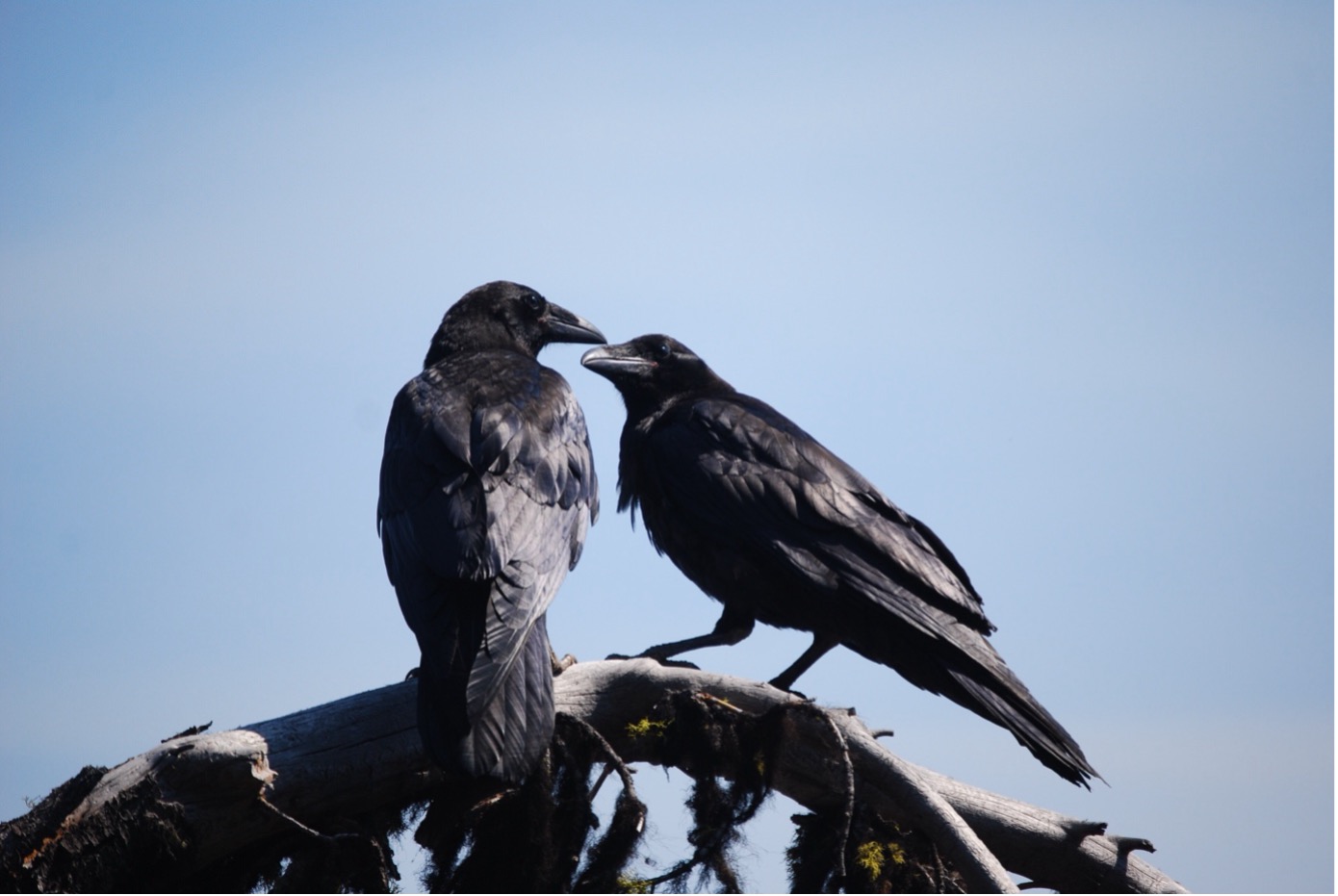 Verschil kraai en kauw | Vogelvoeronline.nl